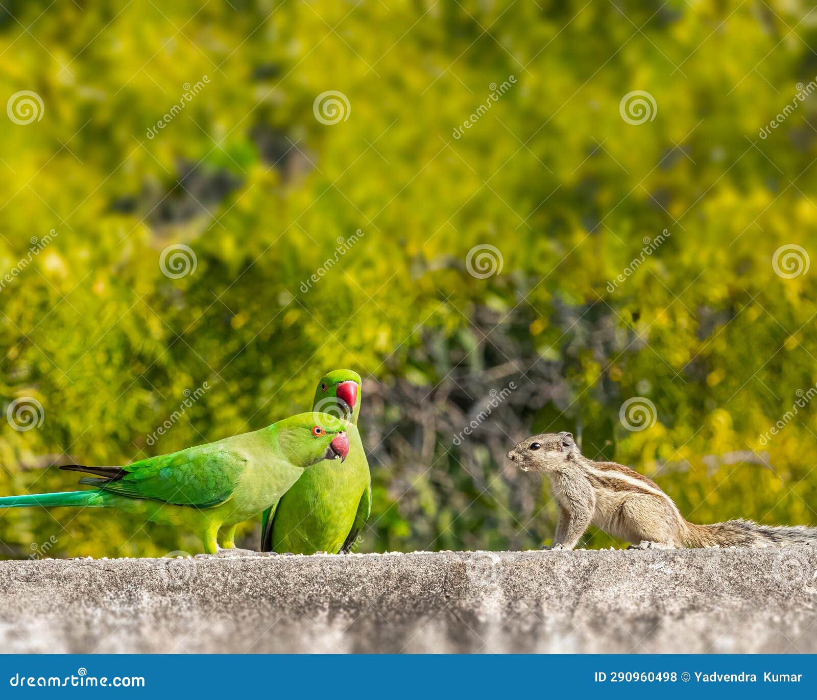 Two Rose Ringed Parrot with a Squirrel Stock Photo - Image of open ...