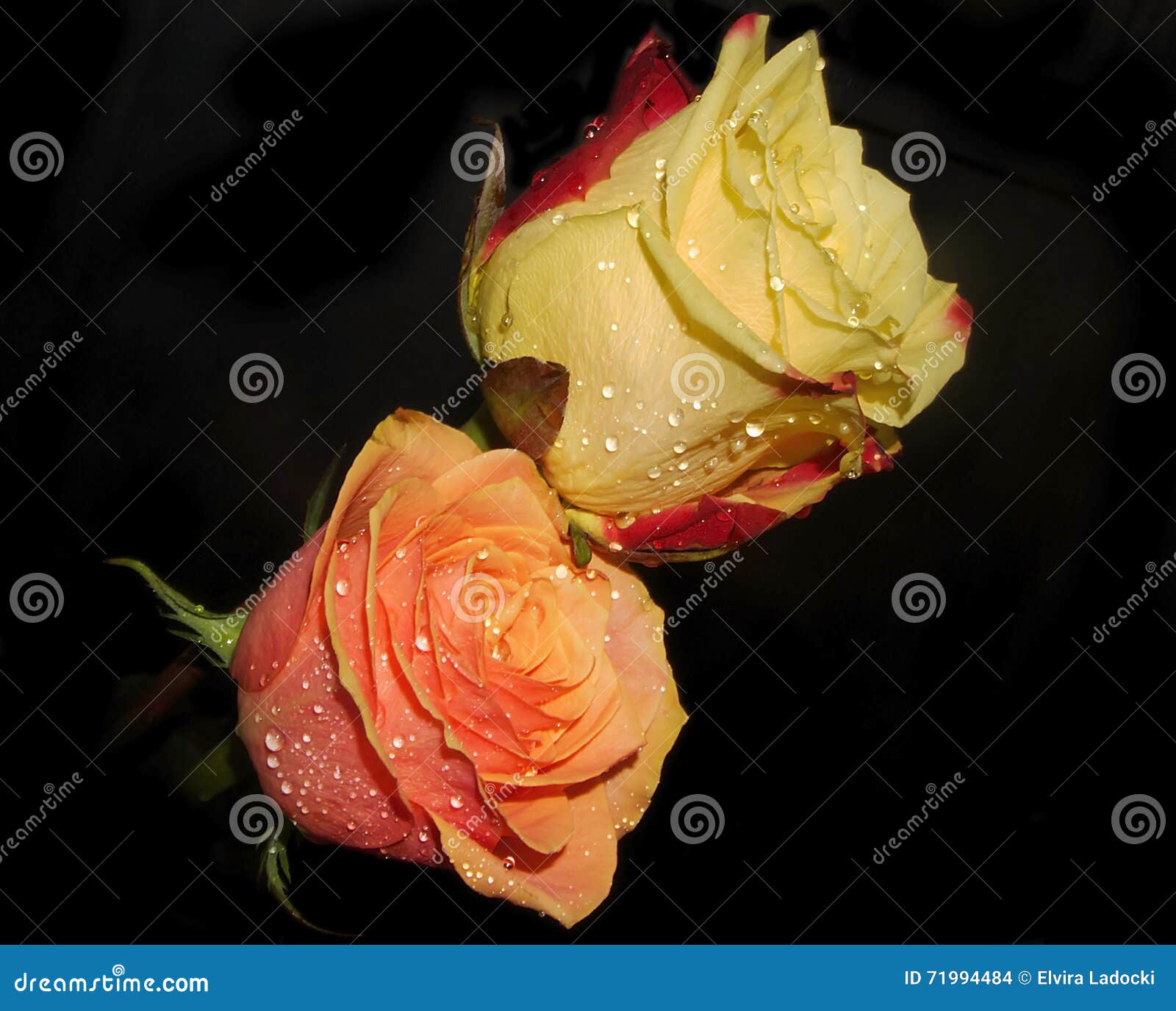 Two rose stock photo. Image of rose, close, color, purple - 71994484