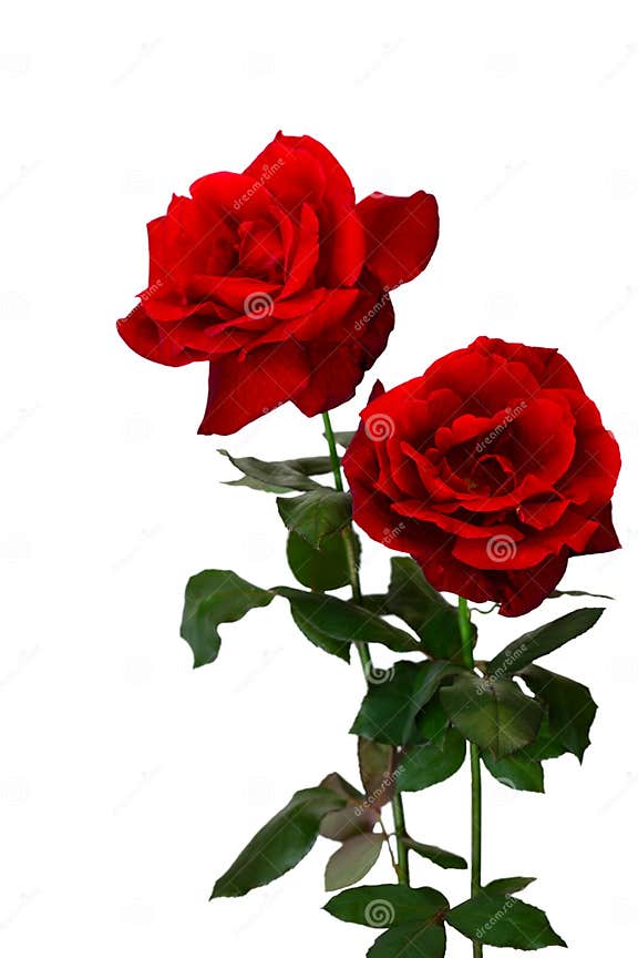 Two Roses stock image. Image of rose, background, anniversary - 16352899