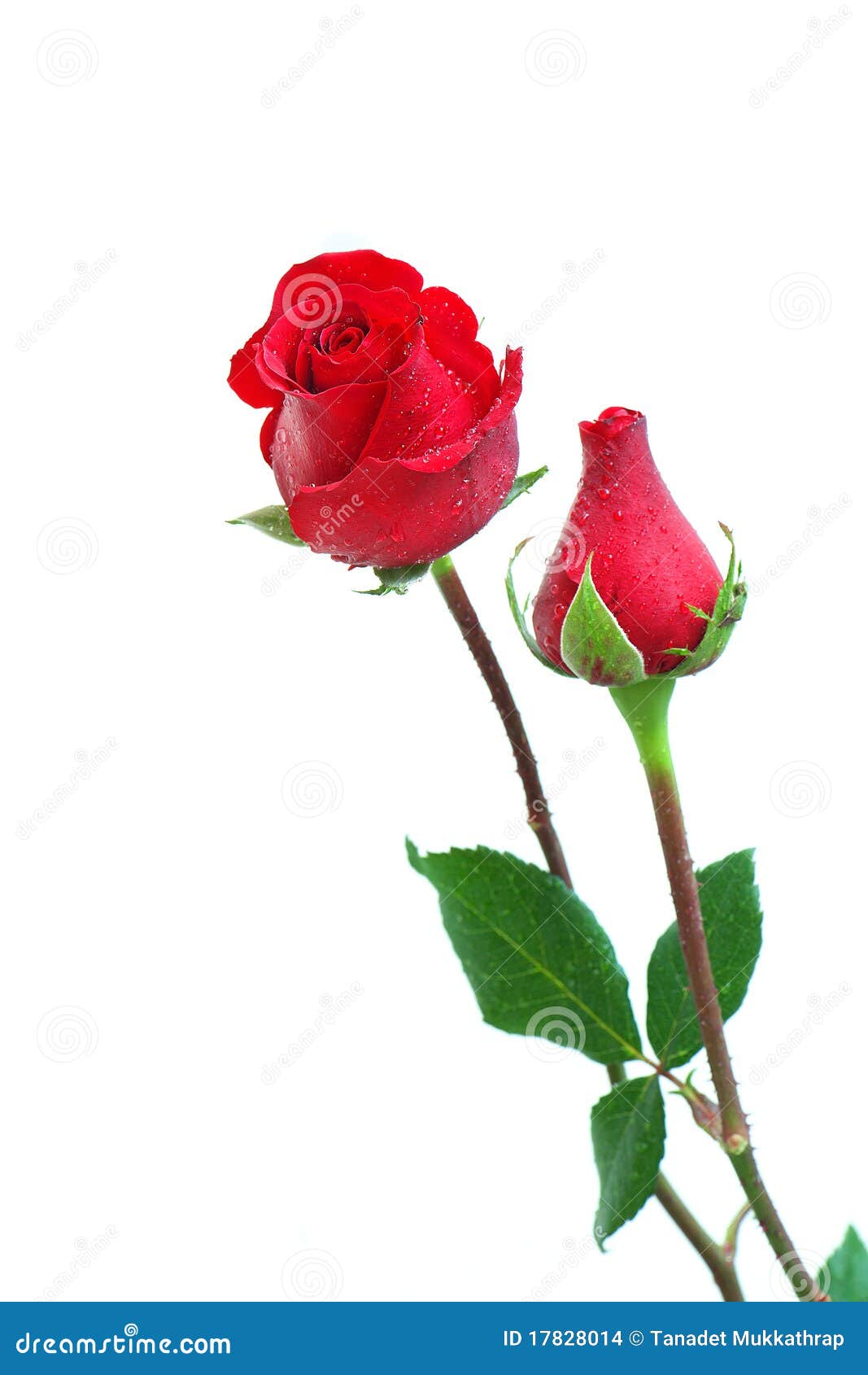 Two roses stock photo. Image of holiday, fragility, anniversary - 17828014