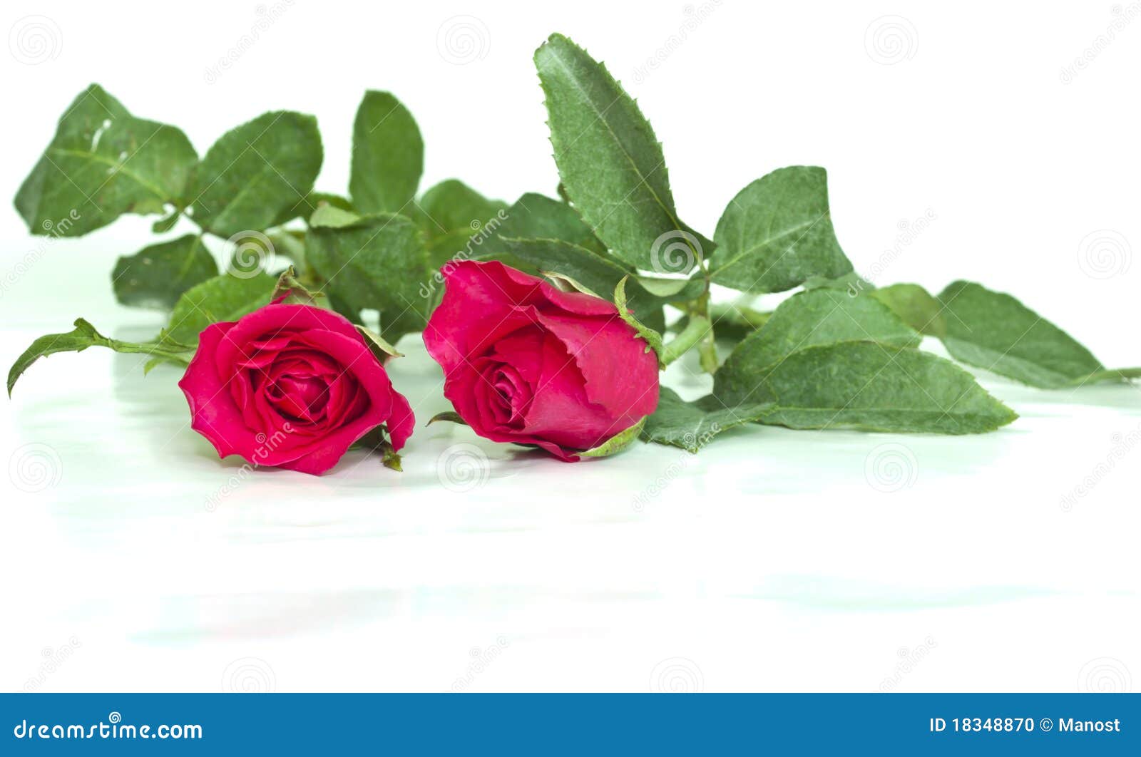 Two roses stock photo. Image of blossom, floral, close - 18348870