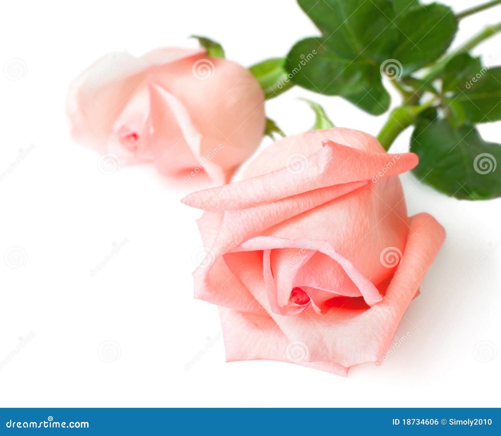 The two roses stock photo. Image of beautiful, celebrate - 18734606