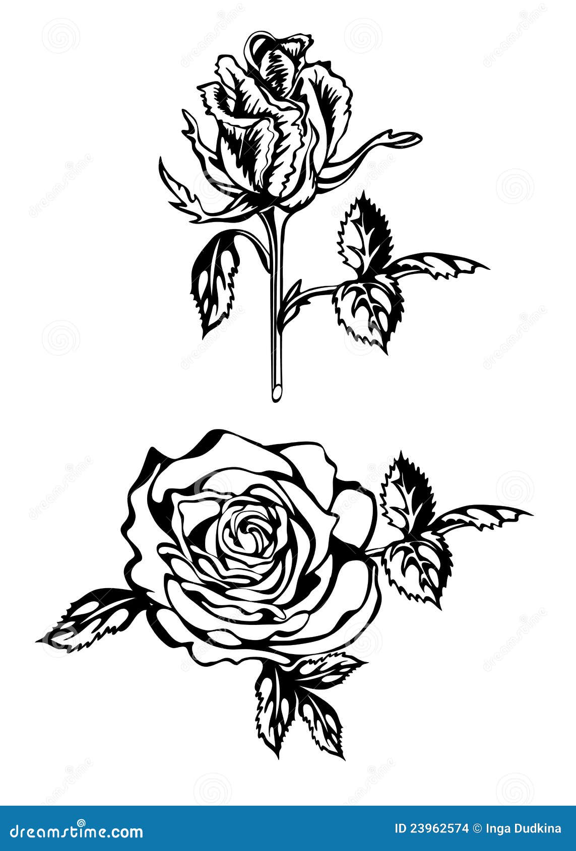 Two roses stock vector. Illustration of elegant, celebration - 23962574