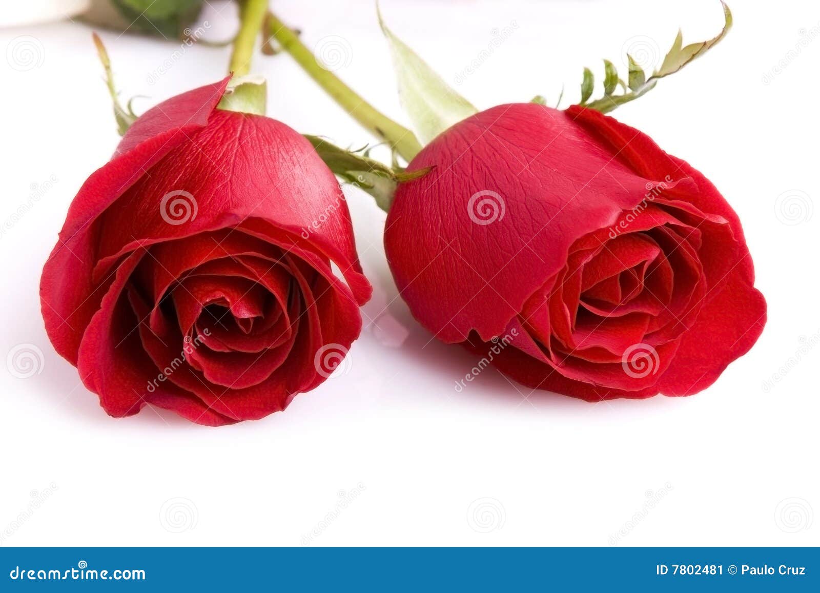 Two roses stock image. Image of flower, color, happy, bouquet - 7802481