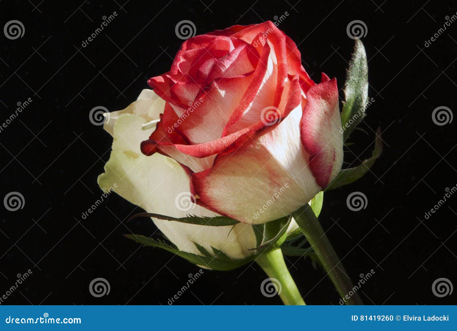Two roses stock photo. Image of roses, love, rose, decorative - 81419260