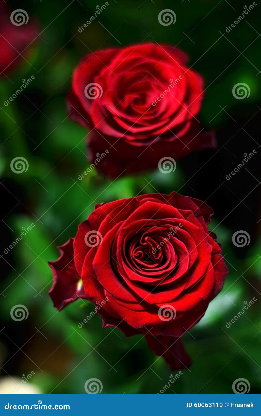 Two roses stock photo. Image of flowering, plant, roses - 60063110