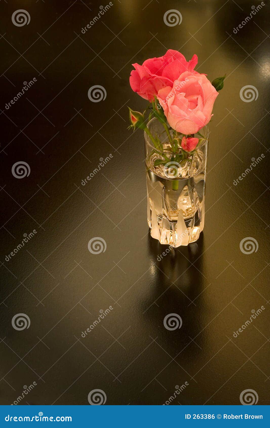 Duet Red Roses Stock Photos - Free & Royalty-Free Stock Photos from ...