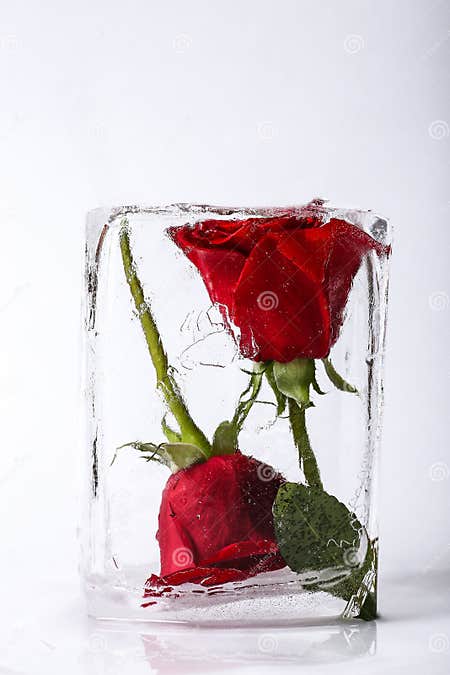 Two roses in ice stock photo. Image of summer, spring - 51621818