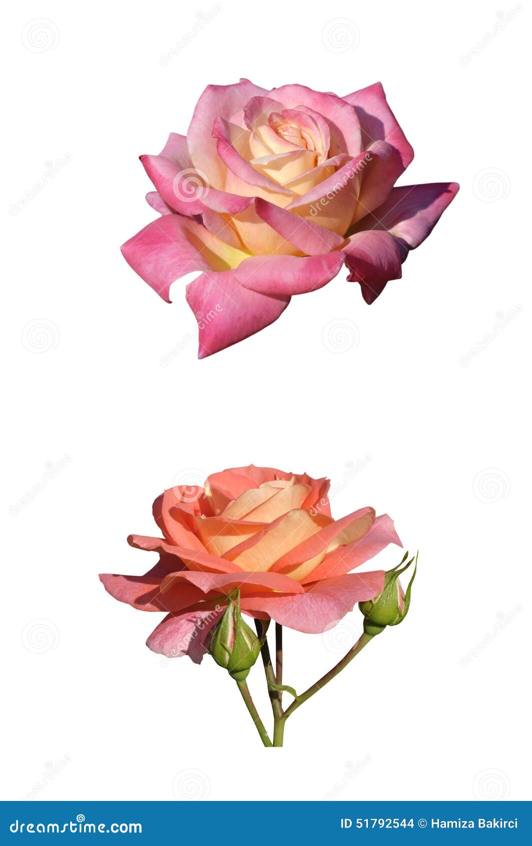 Two roses isolated stock photo. Image of floral, petal - 51792544