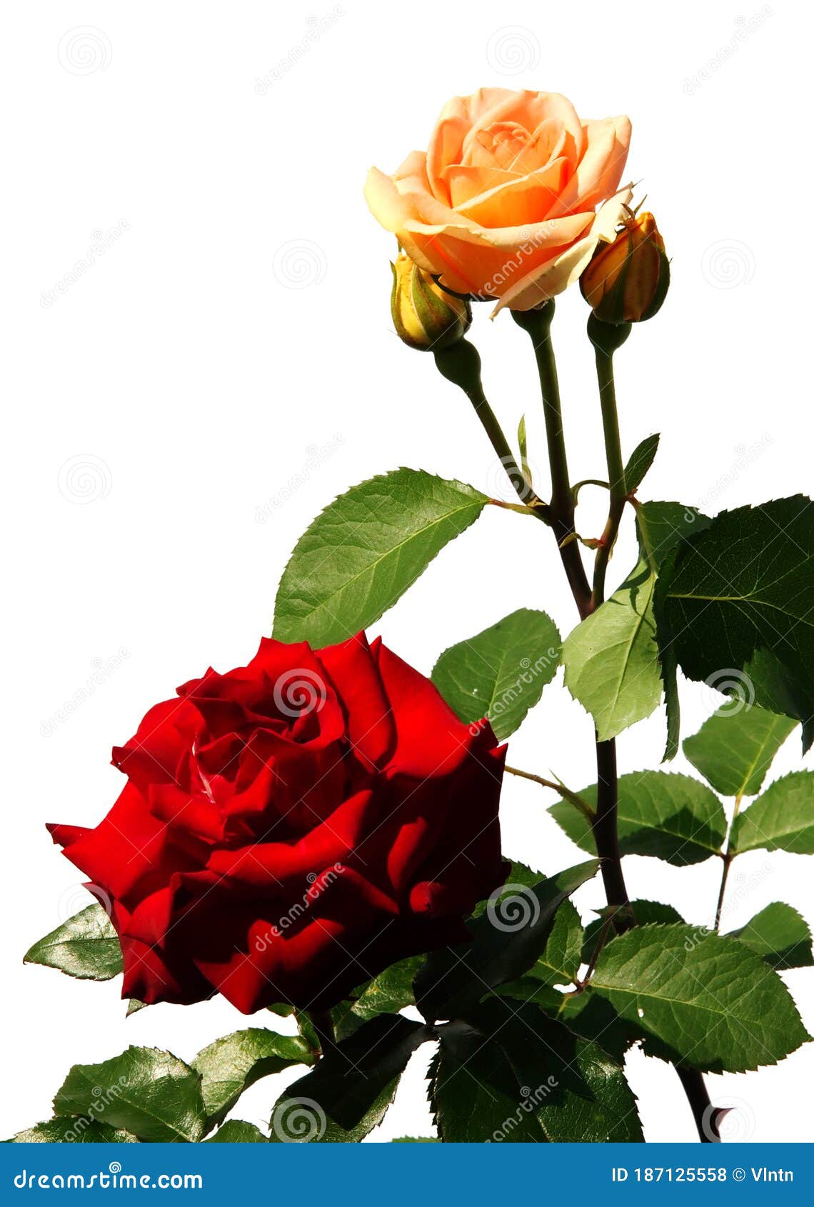 Two roses isolated stock photo. Image of isolated, plant - 187125558