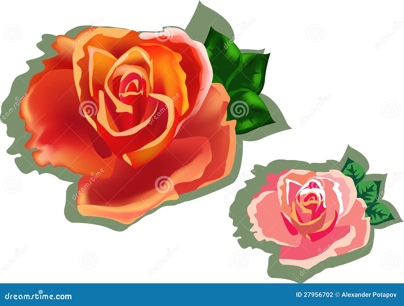 Two Roses Isolated on White with Leaves Stock Vector - Illustration of ...