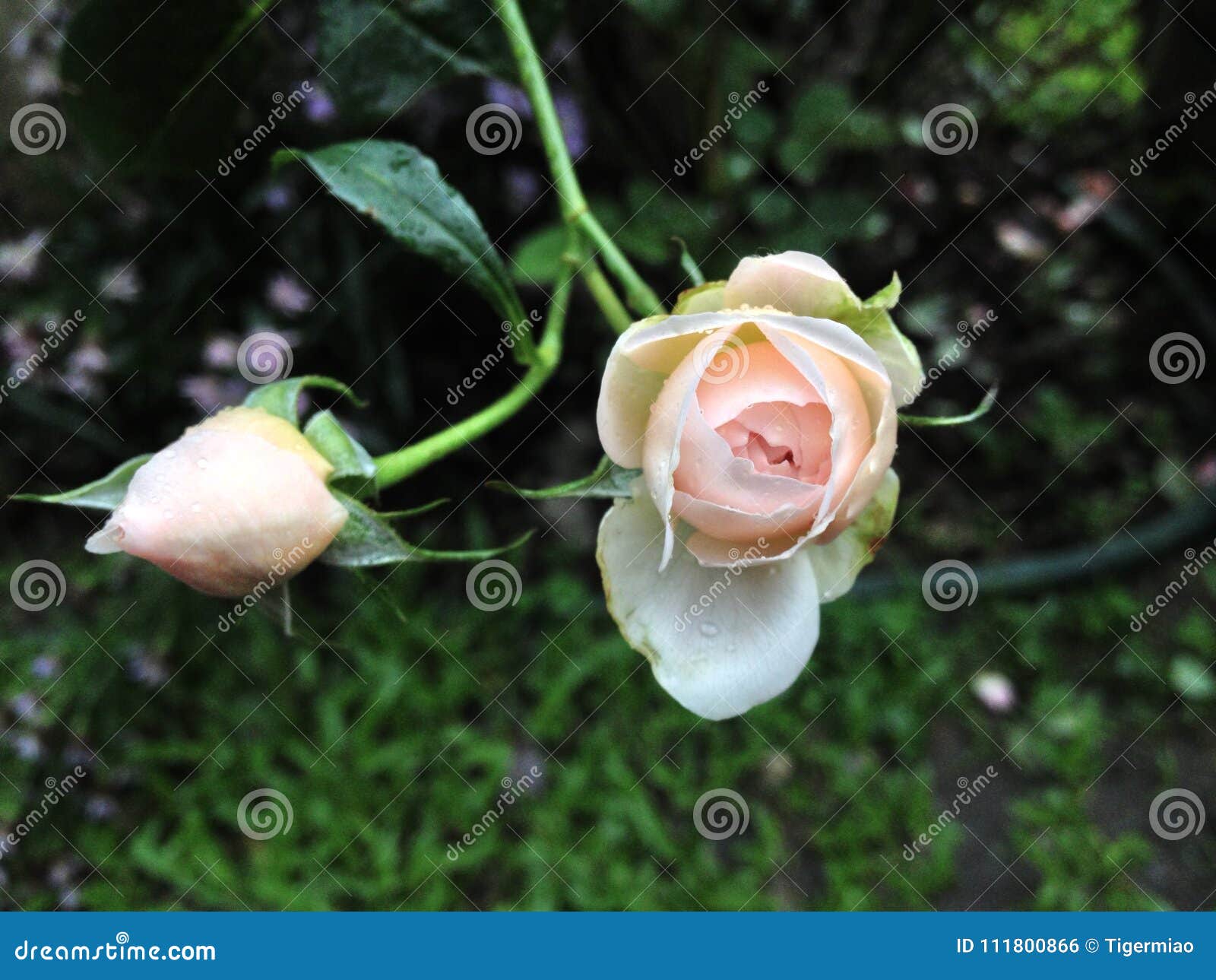 Blooming roses stock photo. Image of start, blooming - 111800866