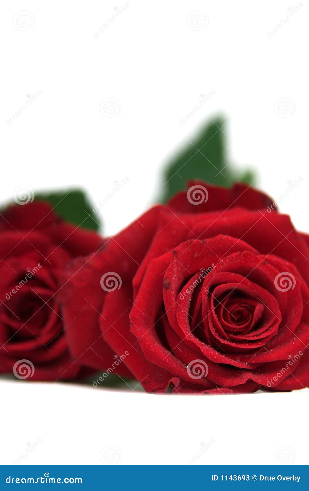 Two roses laying down stock image. Image of bush, nature - 1143693