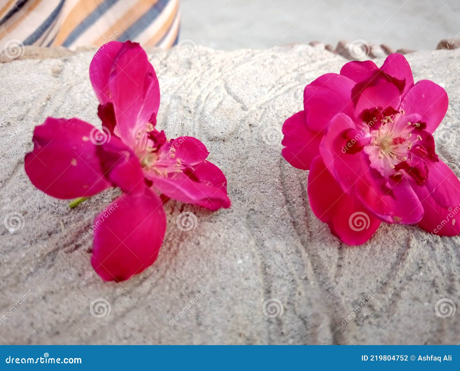 Two Roses Lying on the Wall Very Beautiful Scene Stock Photo - Image of ...