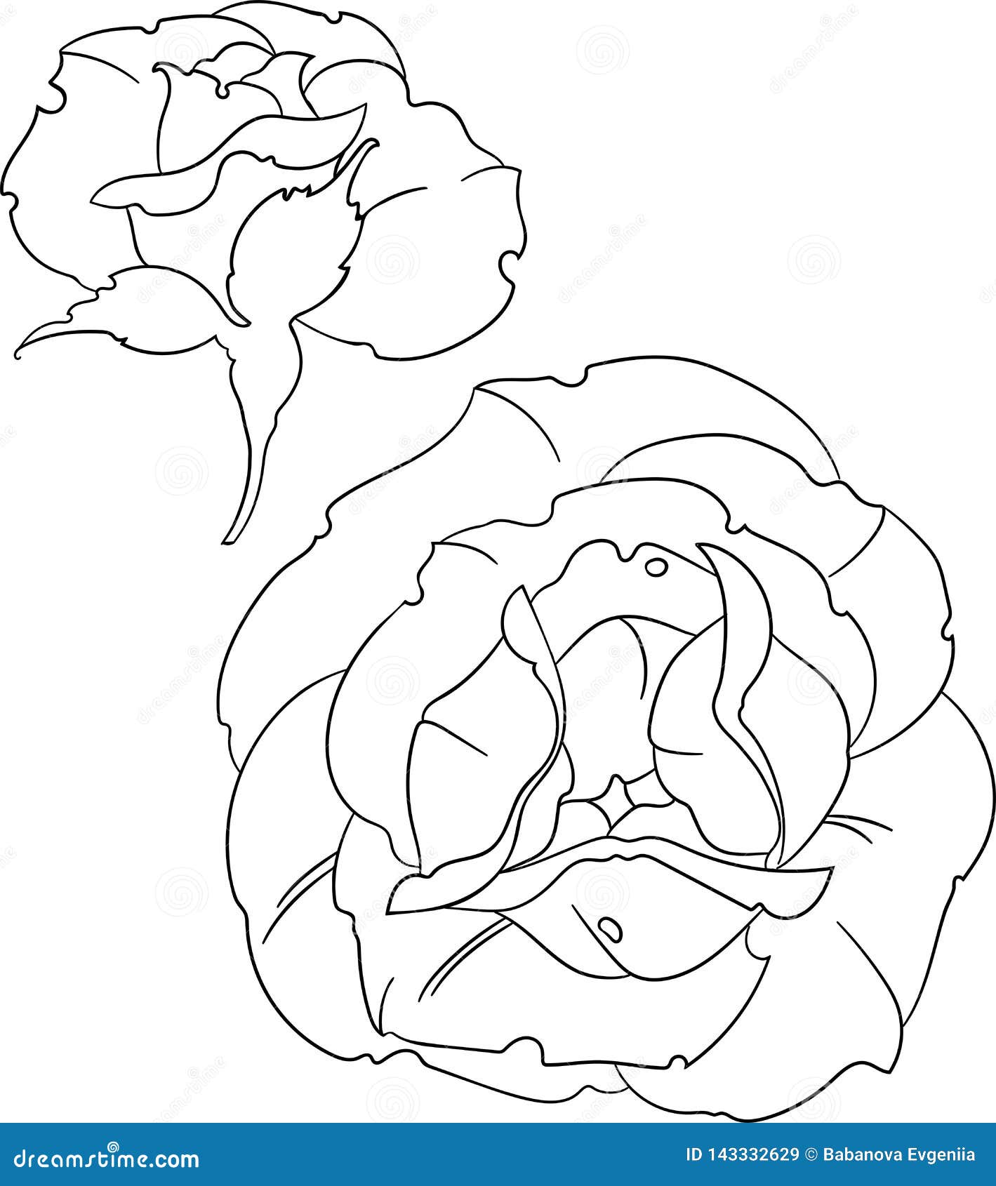 Two Roses Outline, Silhouette, Vector Illustration, Black and White ...