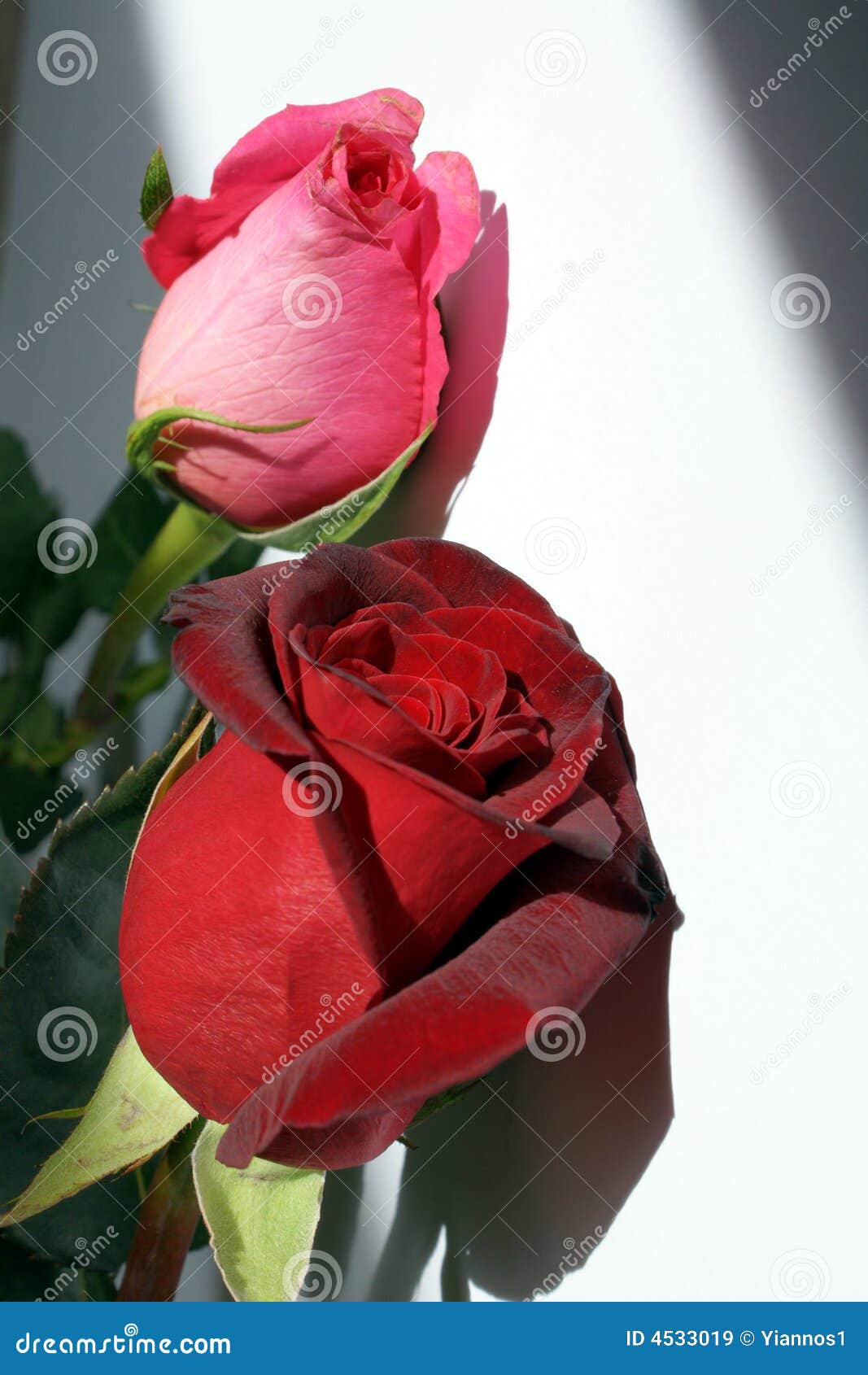 Two roses - red and pink stock image. Image of bloom, valentine - 4533019