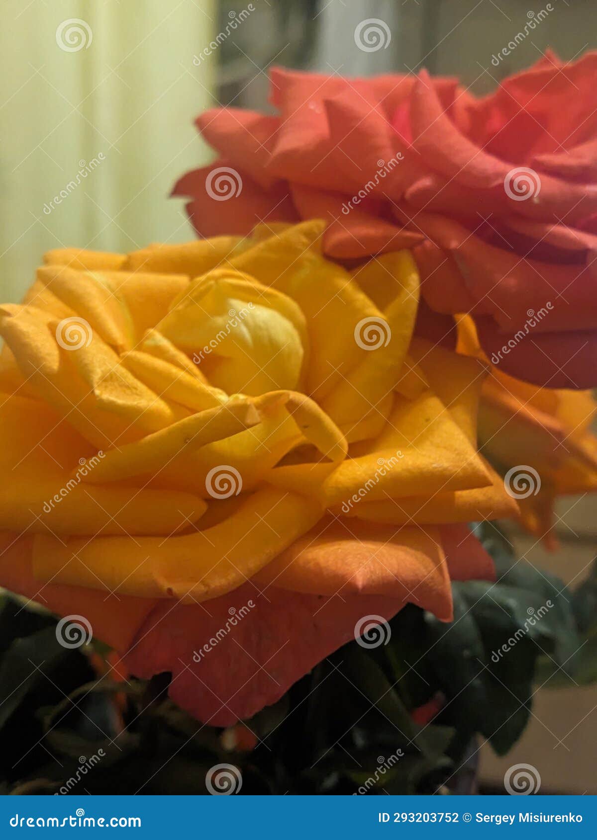 Two Roses Stand Side by Side Editorial Photography - Image of stand ...