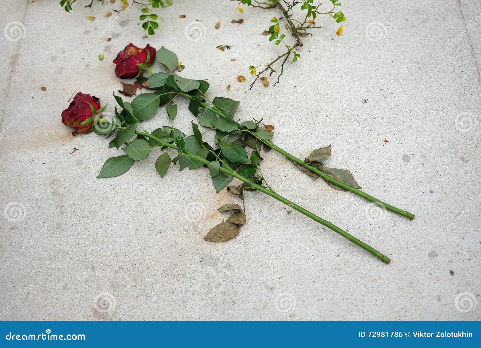 Two roses stock photo. Image of graveyard, burial, tombstone - 72981786