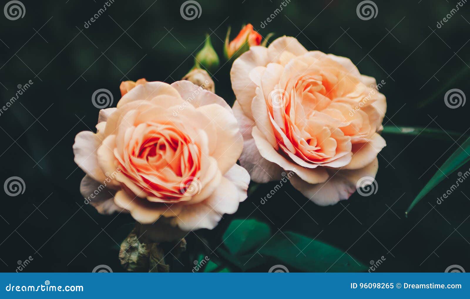 Two roses stock image. Image of lens, 70mm, green, blur - 96098265