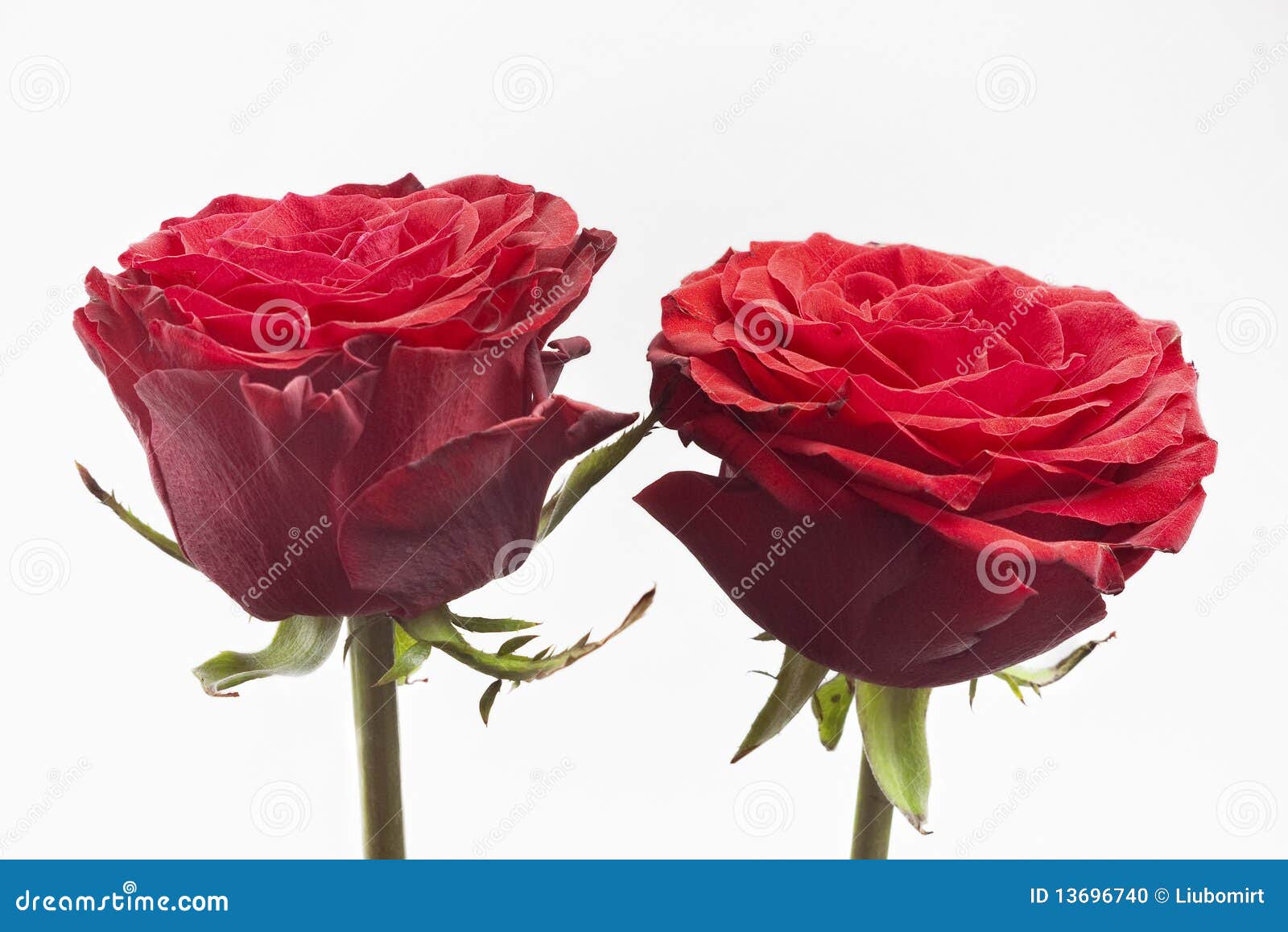 Two roses on white stock photo. Image of pair, abstract - 13696740