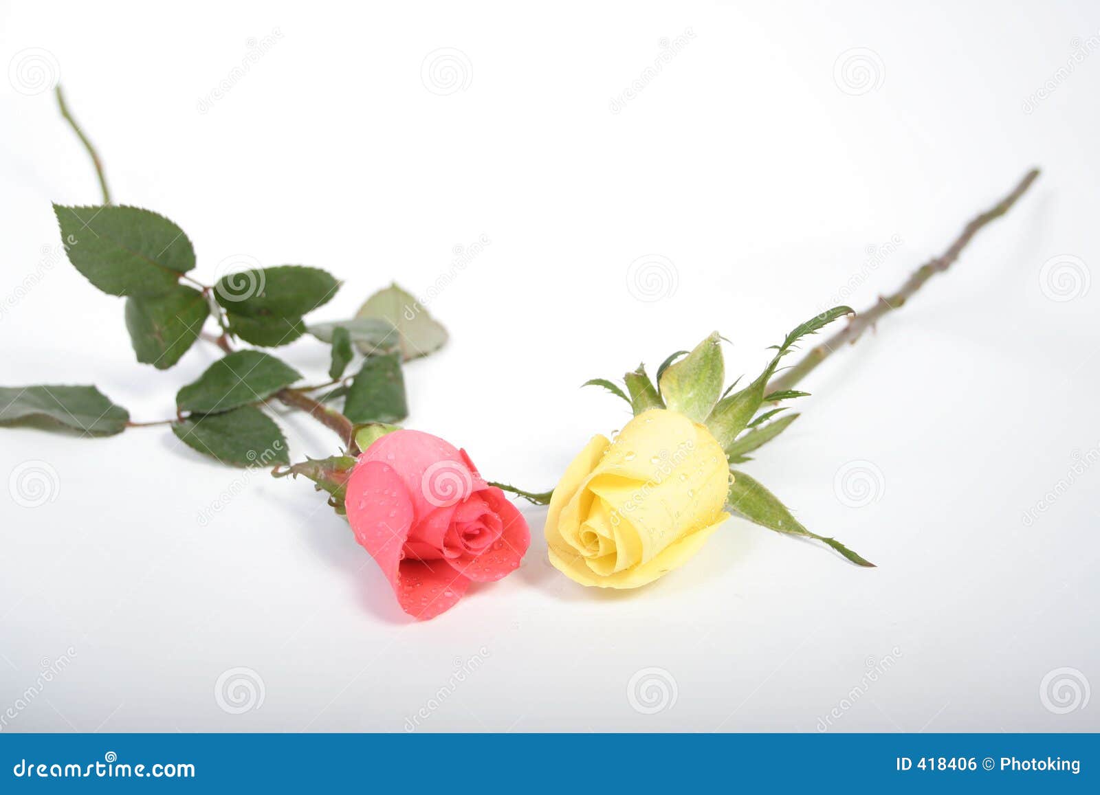 Two roses01 stock photo. Image of flower, romantic, symbol - 418406