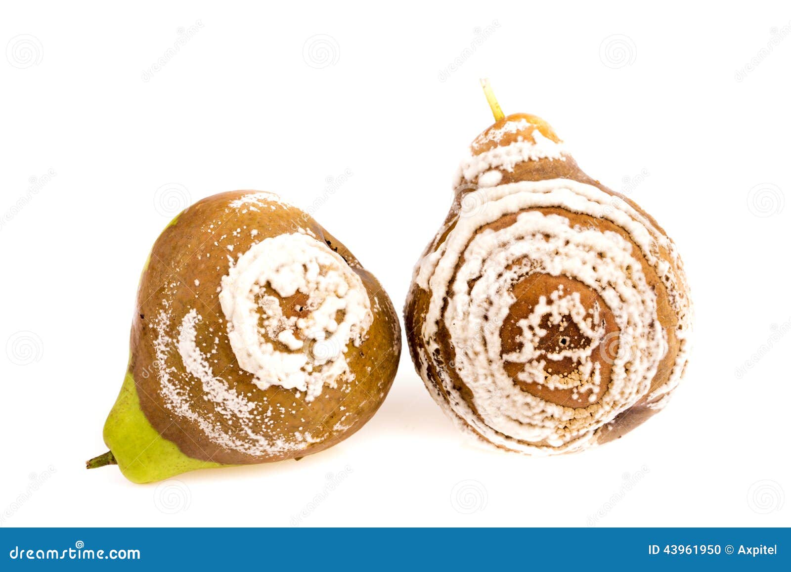 Two rotten pears stock photo. Image of bacterium, infected - 43961950