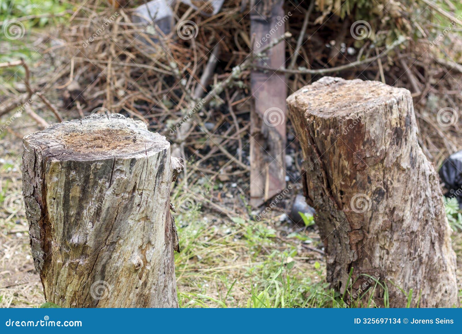 .two Rotten Stumps Piles of Branches Stock Photo - Image of exhibits ...
