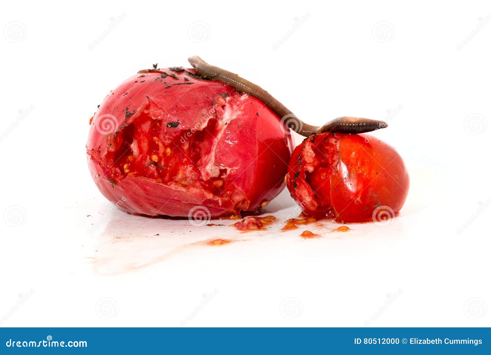 Two Rotten Tomatoes with a Large Worm Stock Photo - Image of organic ...
