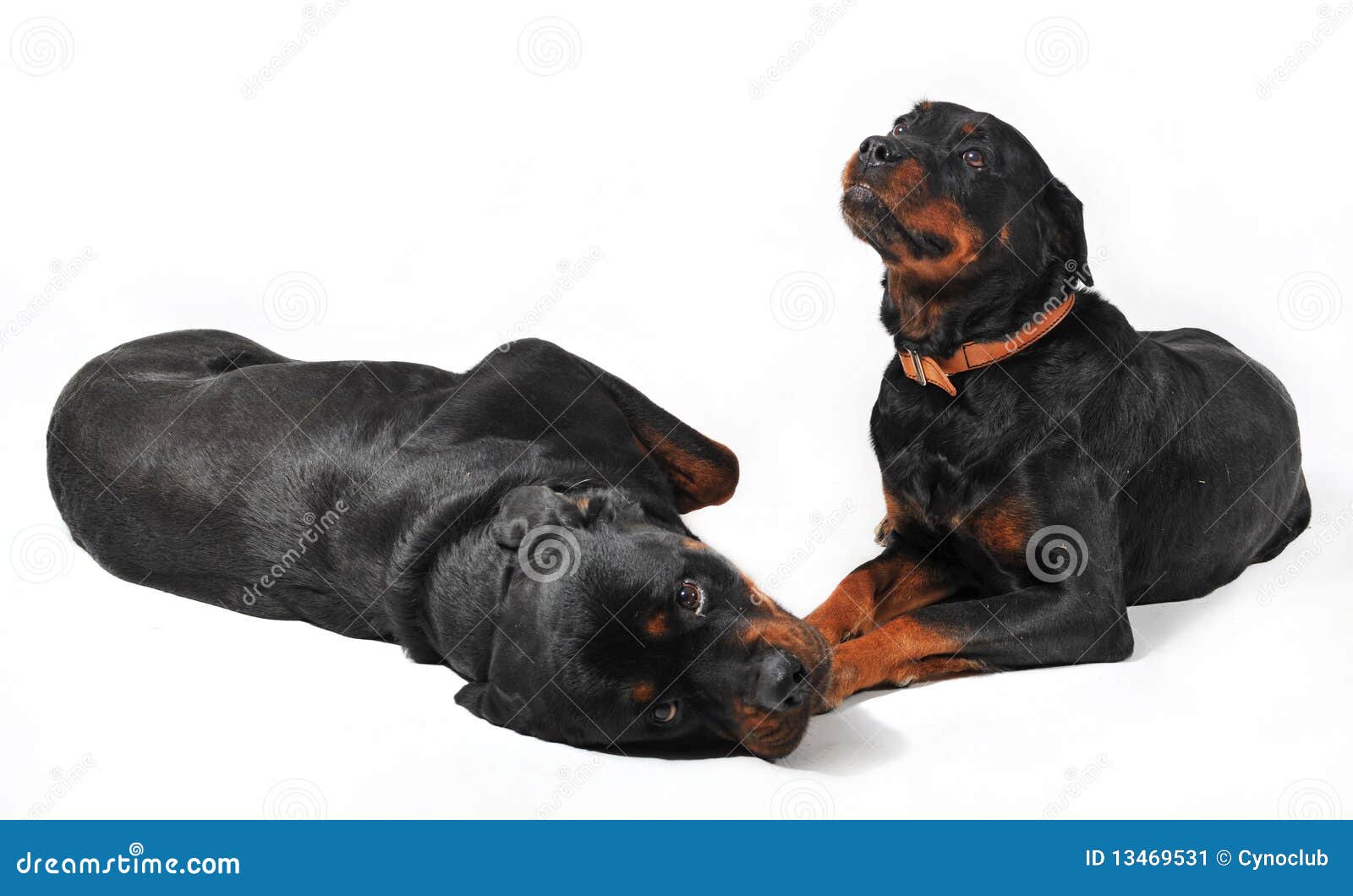 Two rottweiler stock image. Image of female, dogs, looking - 13469531
