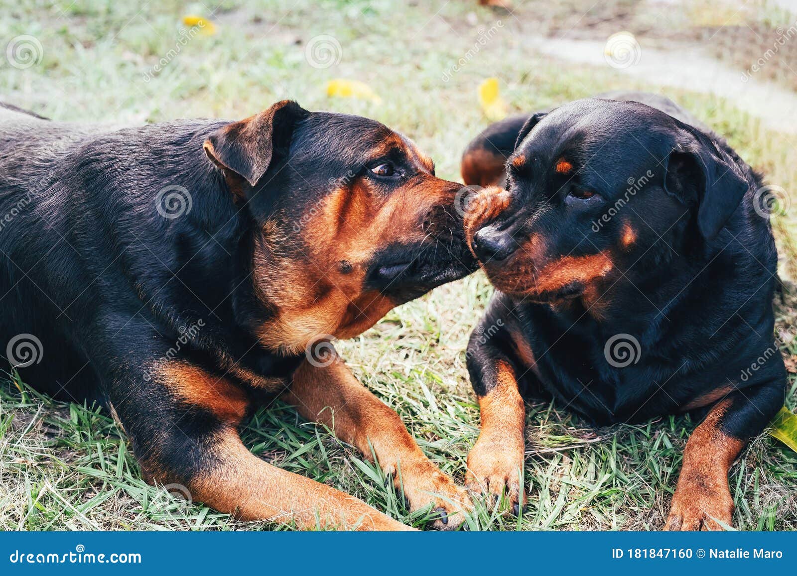 What Two Dogs Make A Rottweiler