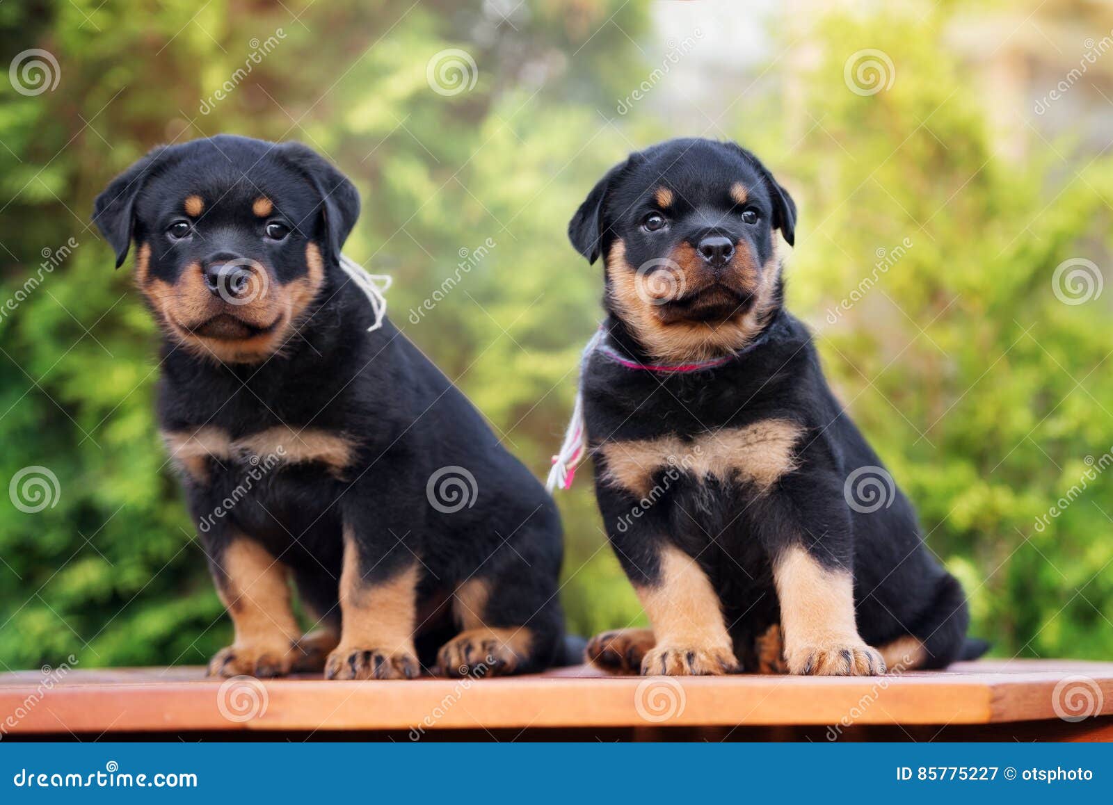 Two Rottweiler Puppies Outdoors Stock Image - Image of puppies, litter ...