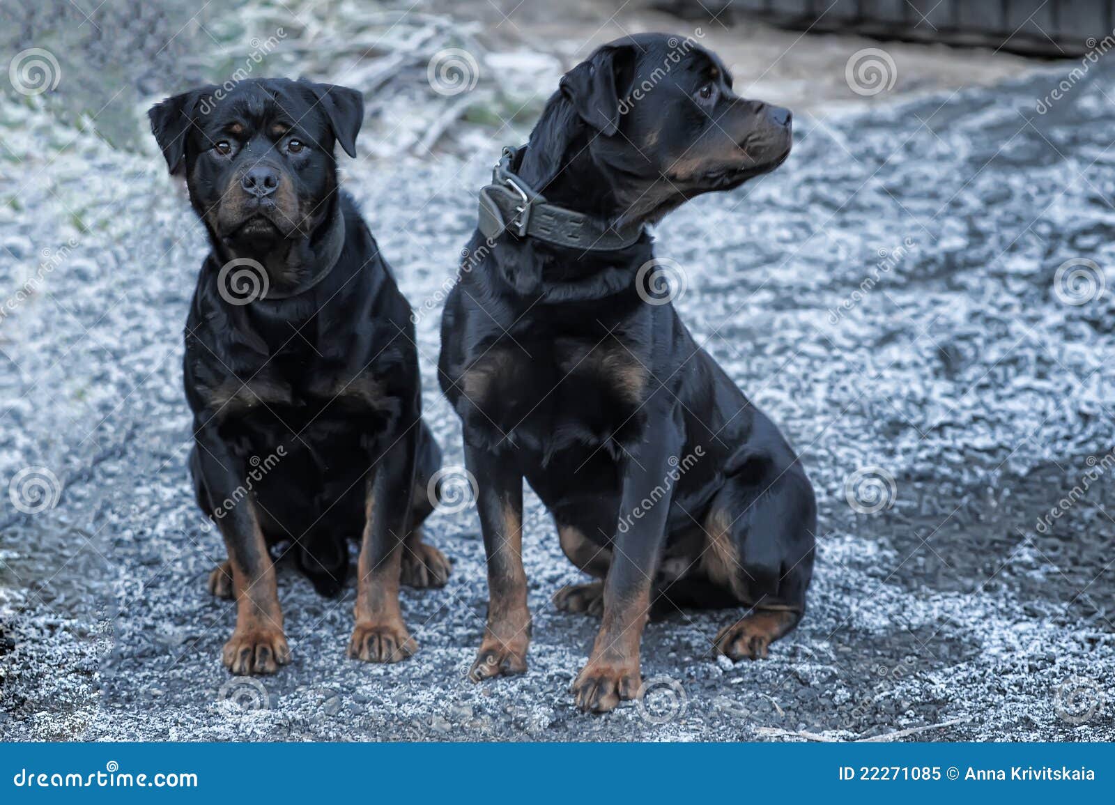 Two Rottweilers stock image. Image of ball, determination - 22271085