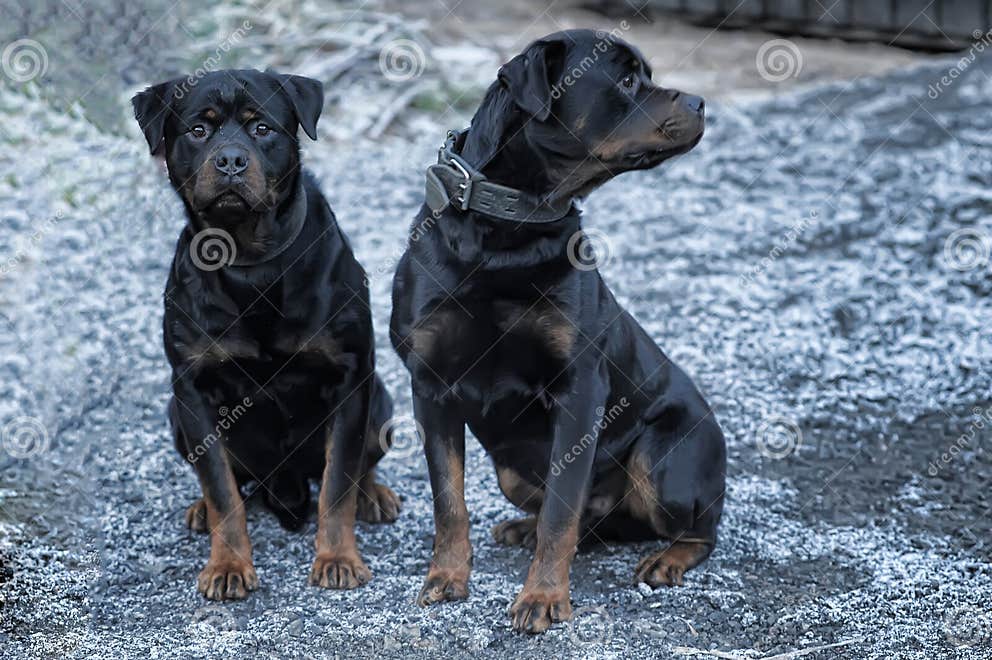 Two Rottweilers stock image. Image of ball, determination - 22271085