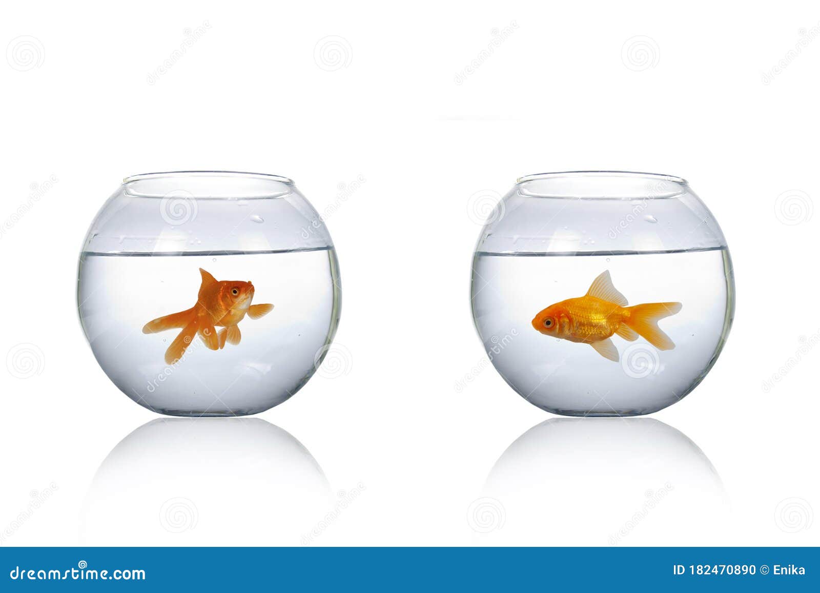 Two Round Aquarium with Goldfish Stock Photo - Image of fish, gold ...