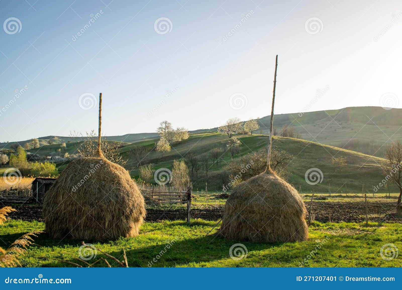 Two Round Bales in a Field with Grass on the Ground Stock Image - Image ...