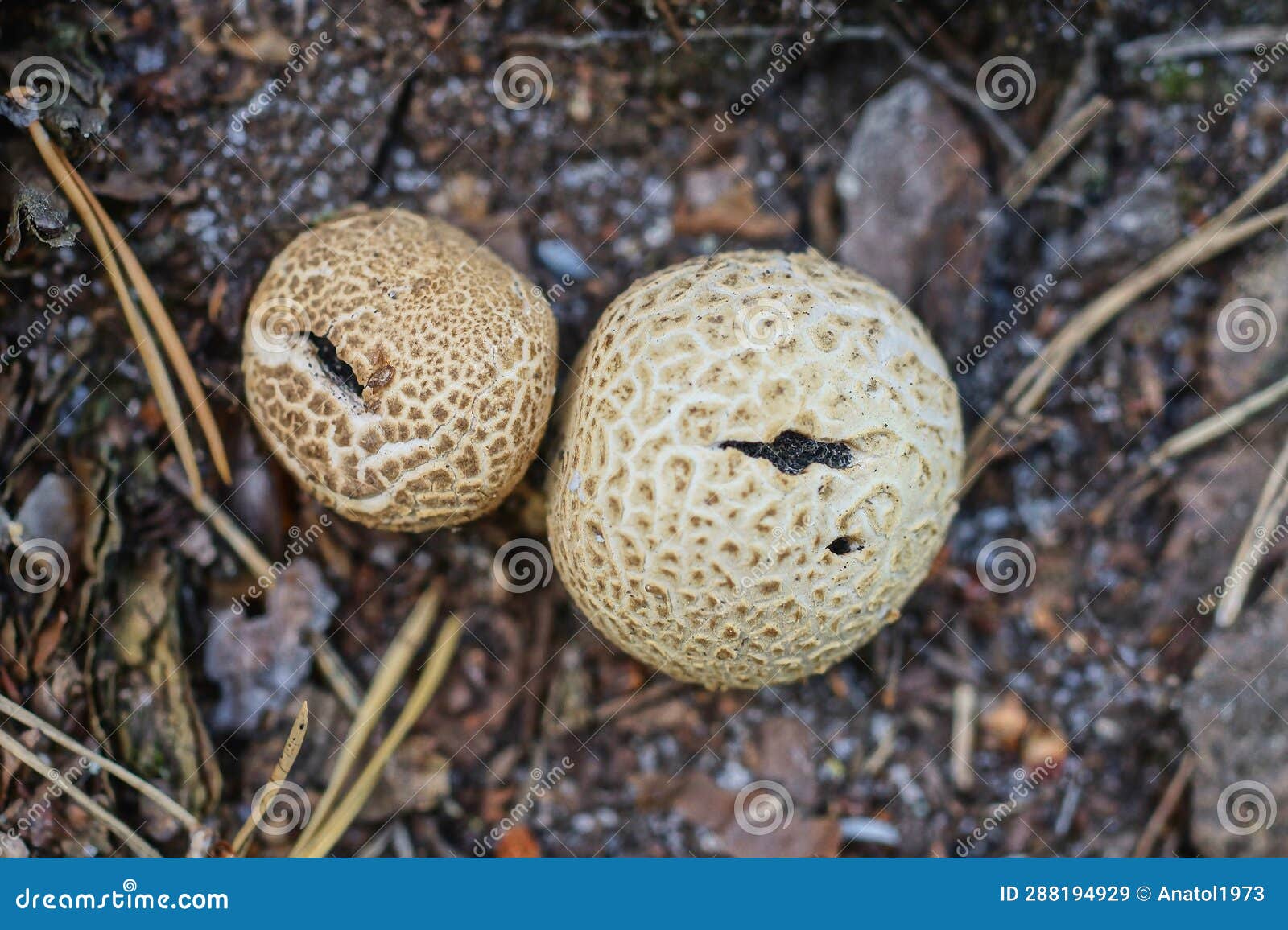 Two Brown Toadstool Mushroom on the Ground Stock Image - Image of beautiful, grebe: 288194929