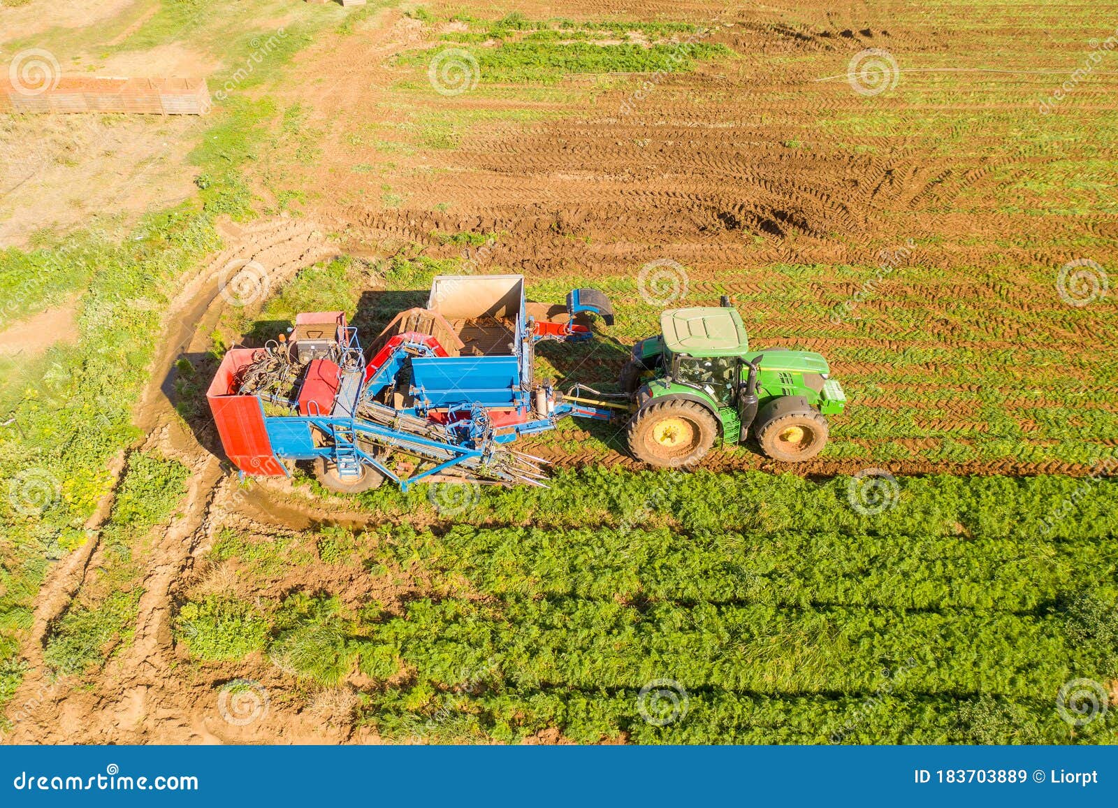 Two Row Carrot Picker Processing Rows of Ripe Carrots. Editorial Stock ...