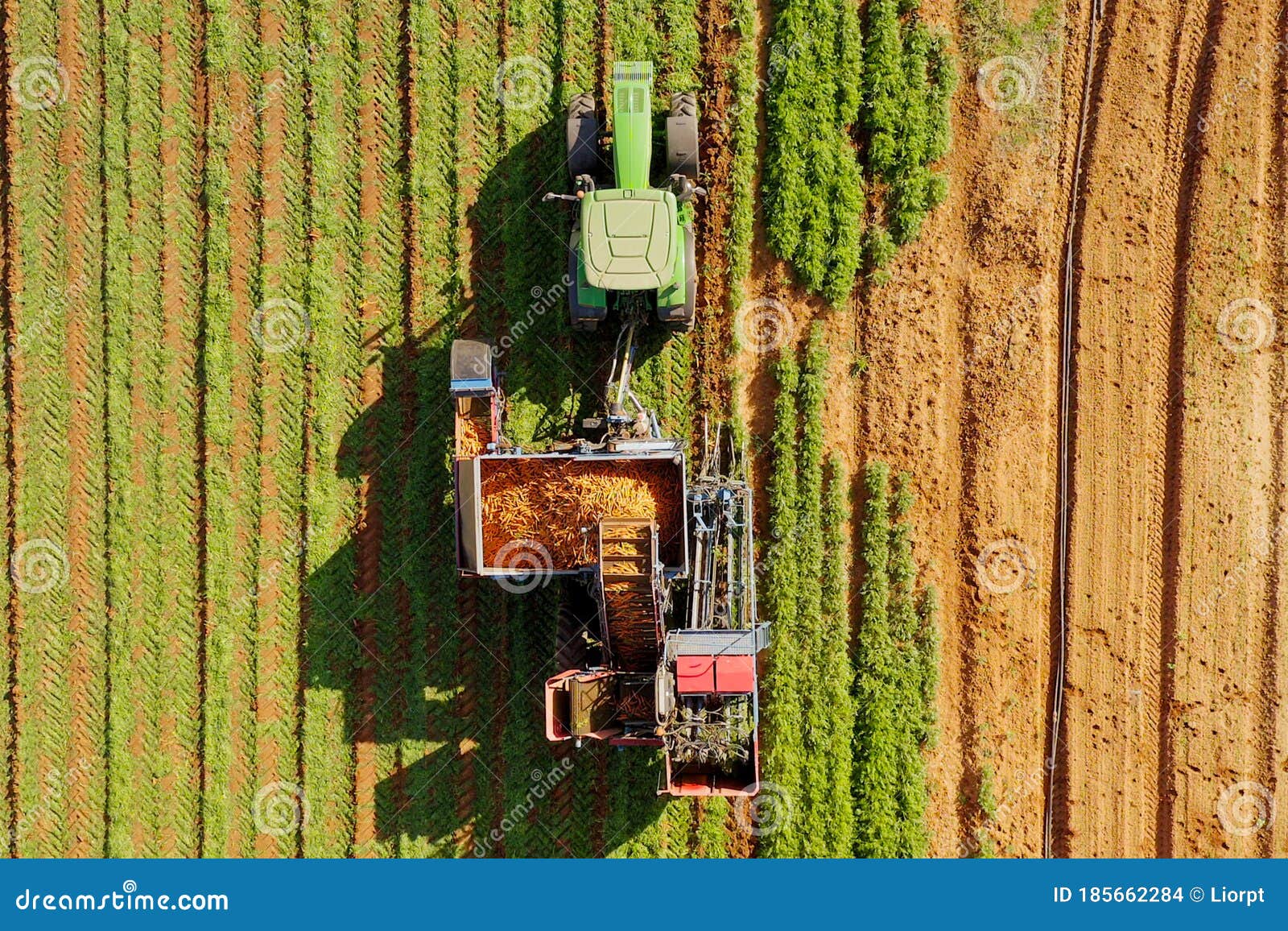 Two Row Carrot Picker Processing Rows of Ripe Carrots. Stock Photo ...