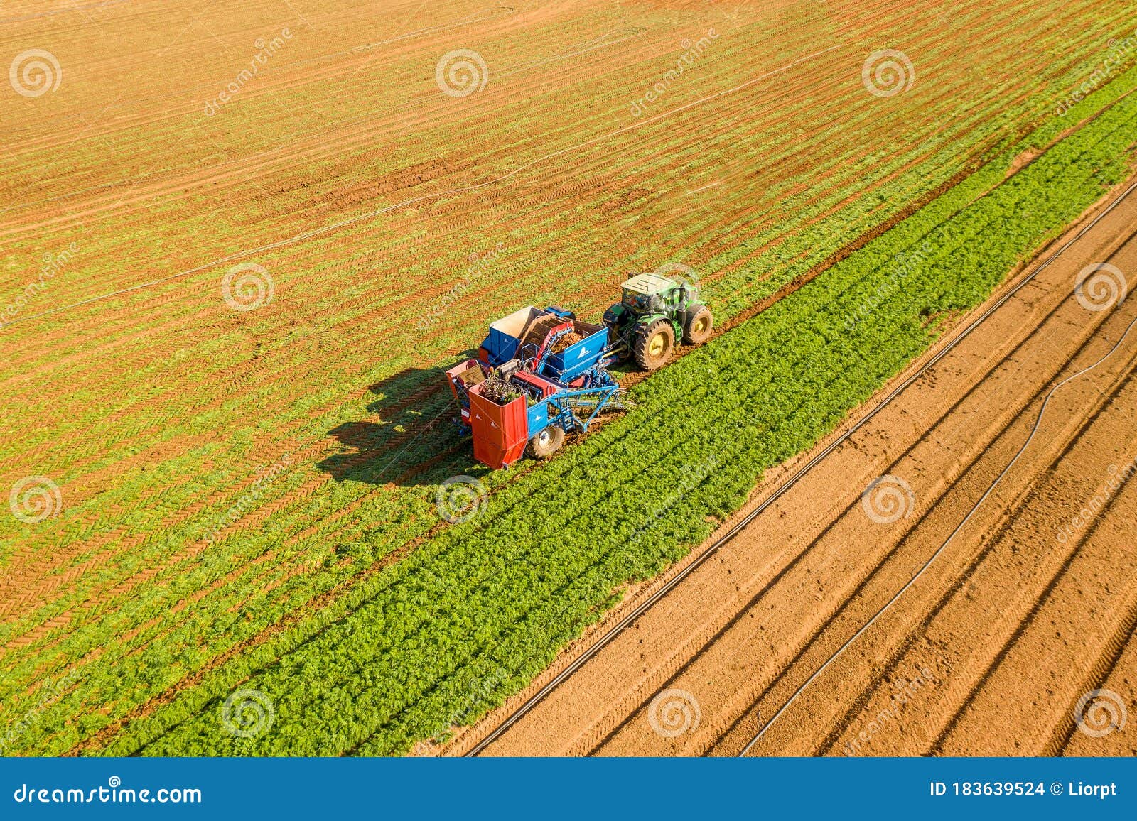 Two Row Carrot Picker Processing Rows of Ripe Carrots. Stock Photo ...
