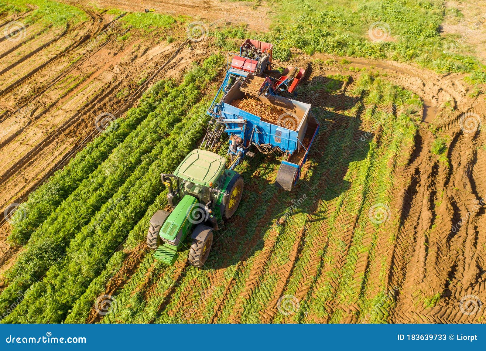 Two Row Carrot Picker Processing Rows of Ripe Carrots. Editorial Stock ...