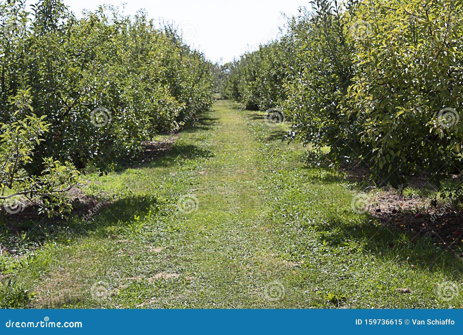 Two Rows of Apple Trees at Apple Orchard Stock Image - Image of picking ...