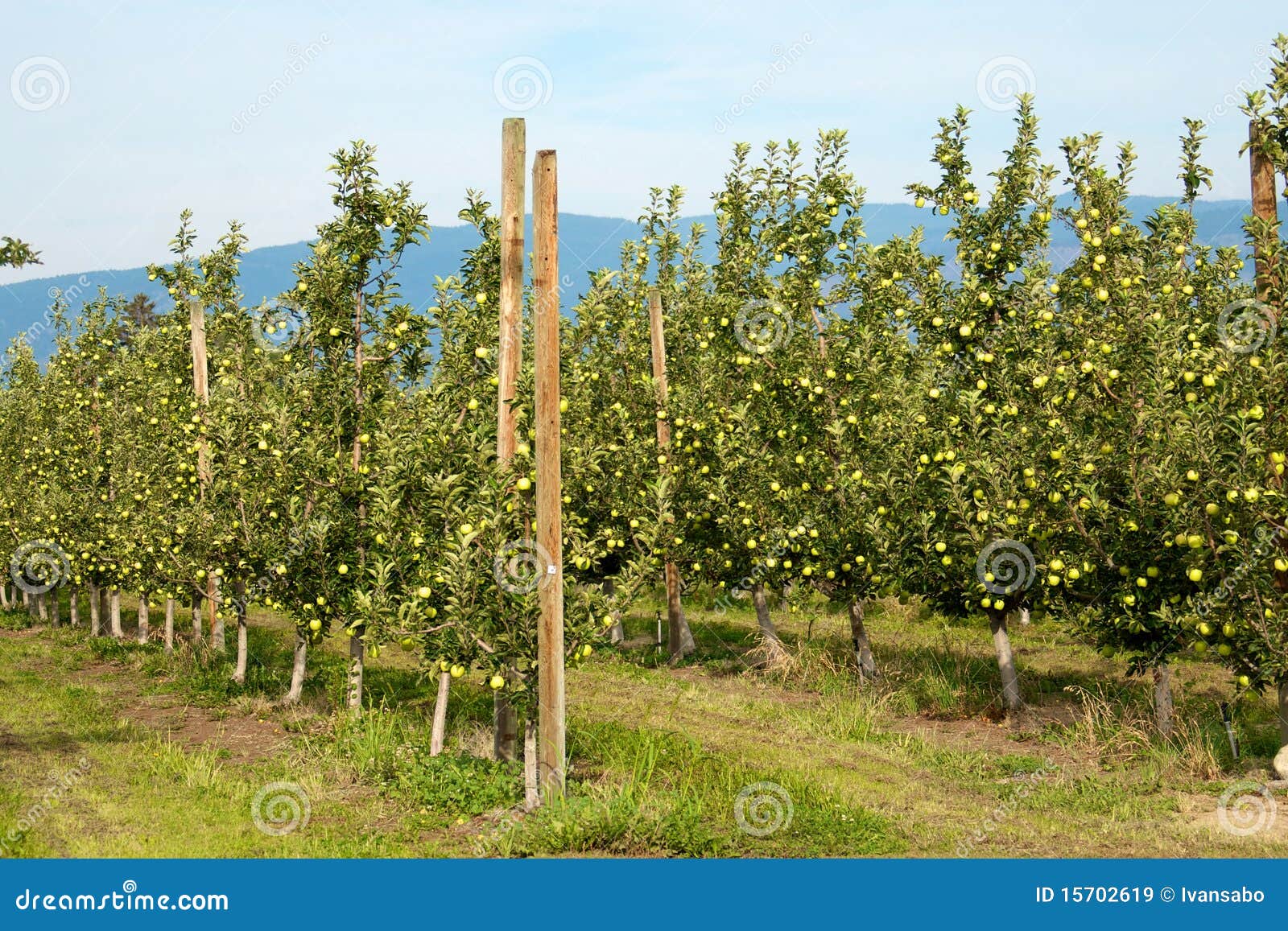 Two Rows of Apple Trees in an Orchard Stock Image - Image of industry ...