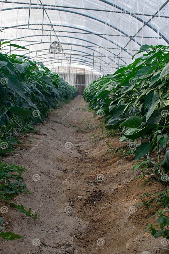 A greenhouse in Qatar stock image. Image of cultivation - 242743107