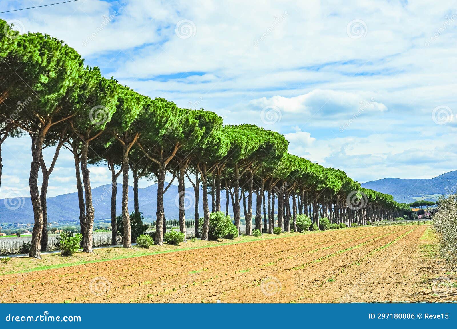 Two Rows of, Italian Stone Pine Trees, Lining Road To Italian Winery ...