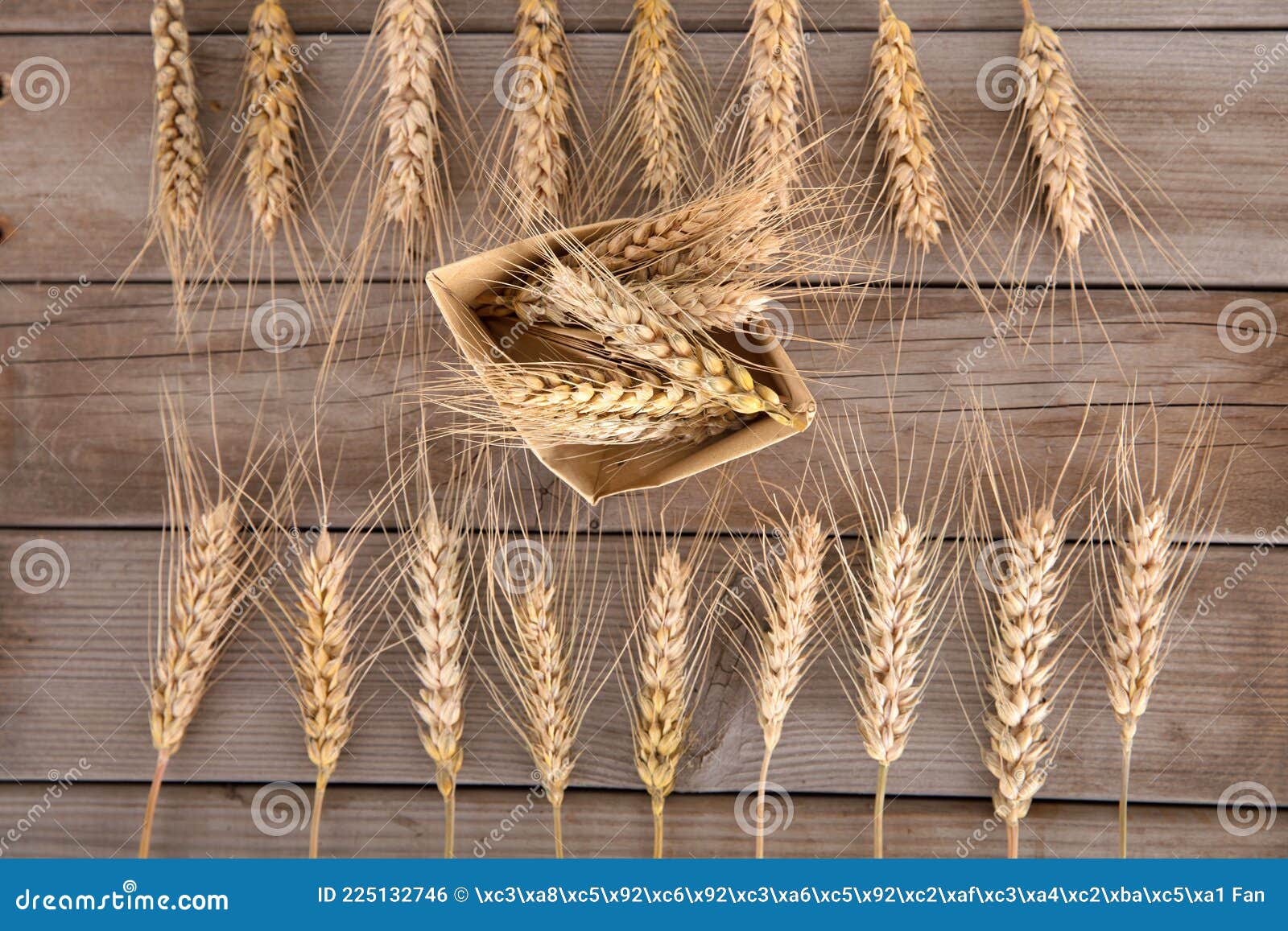 Two Rows of Neatly Arranged Ripe Wheat on a Wooden Board Background ...