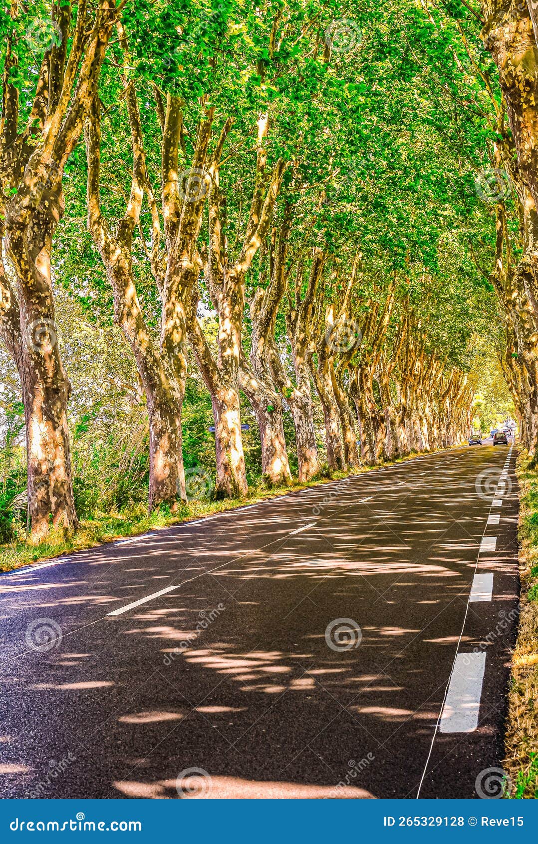 Two Rows of Plane Trees, Forming a Long Tunnel of Branches and Leaves ...