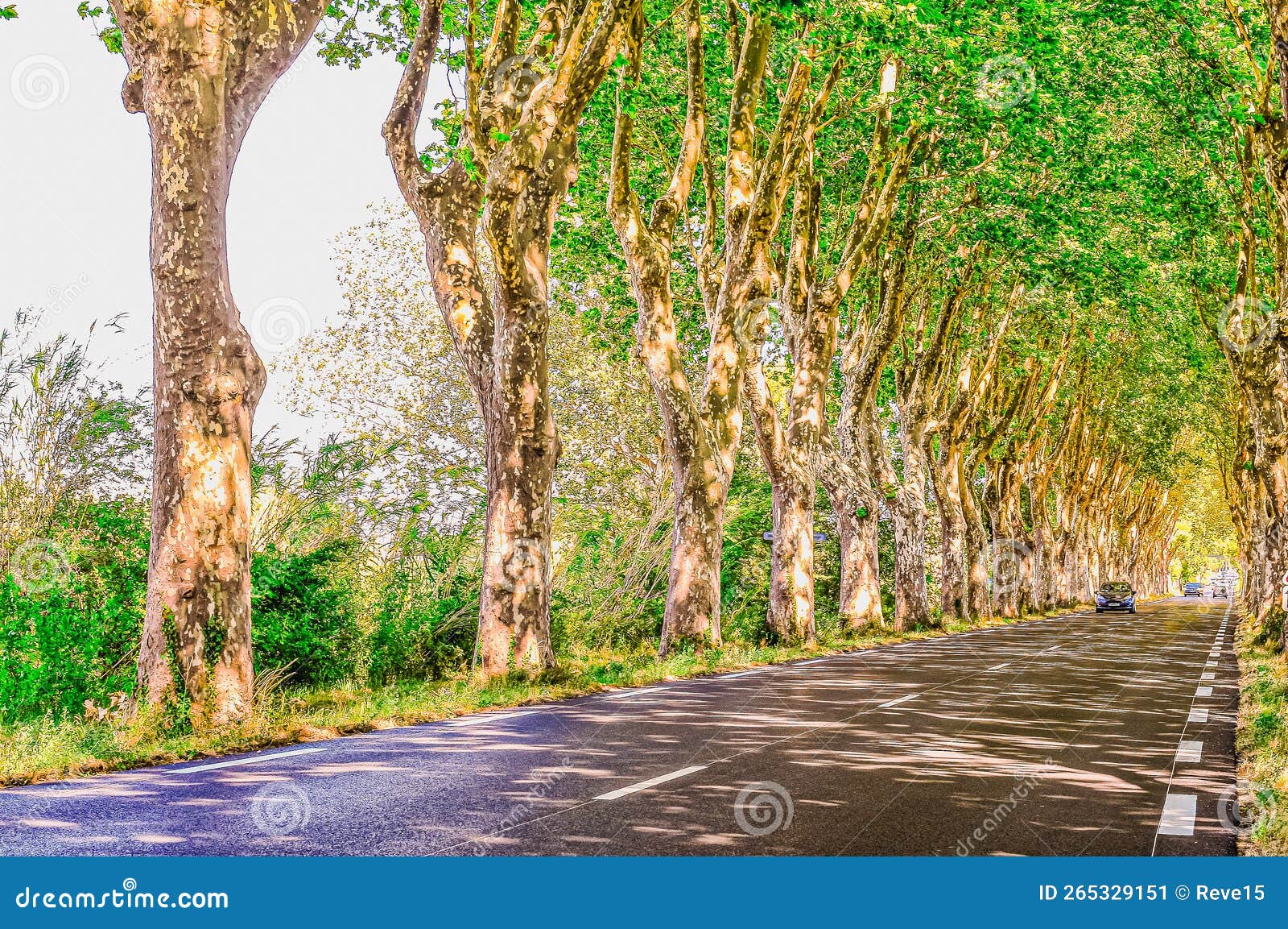 Two Rows of Plane Trees, Forming a Long Tunnel of Branches and Leaves ...