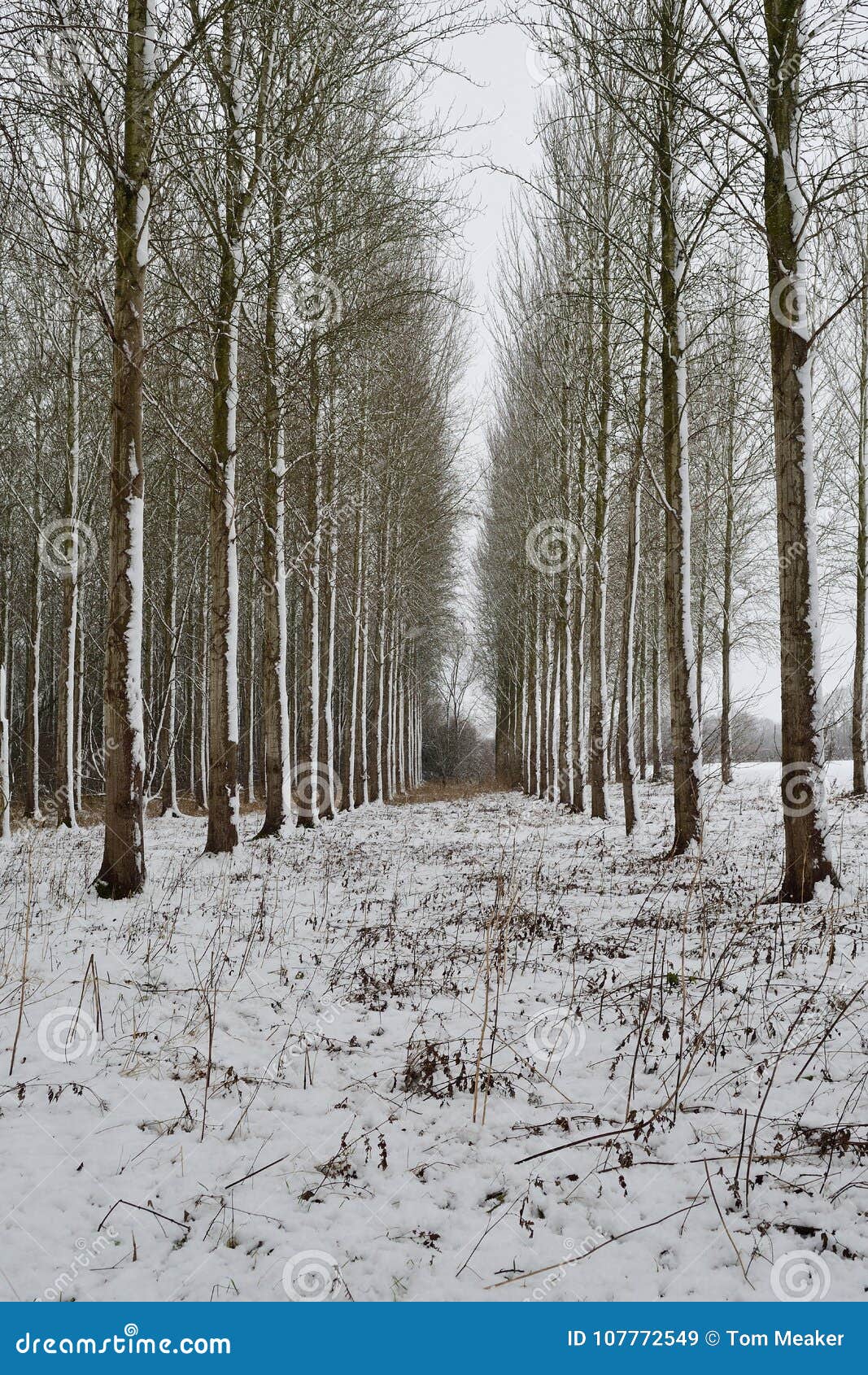 Snow covered poplar trees stock image. Image of country - 107772549