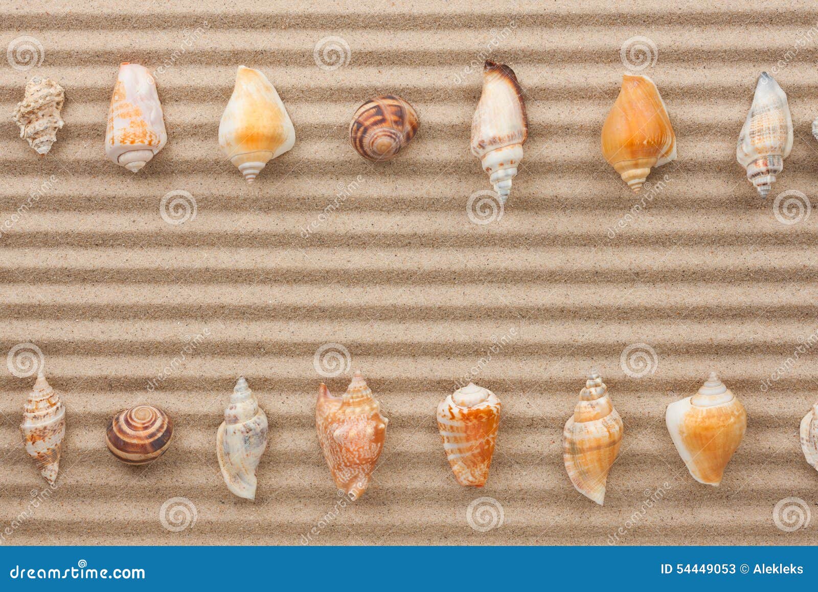 Two Rows of Sea Shells Lying on the Sand Stock Image - Image of copy ...