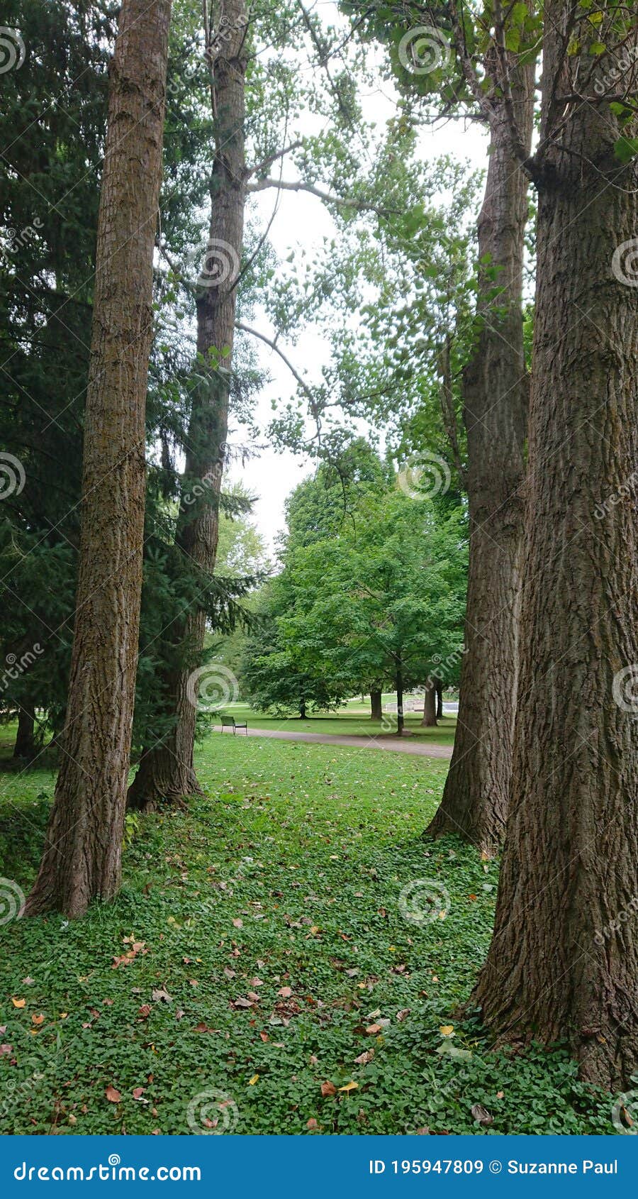 Two Rows of Trees with Clearing in Distance Riverside Park, Guelph ...
